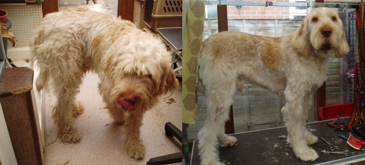 Montecani - Specialist Spinone Grooming Service