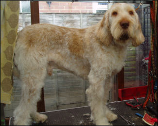Montecani - Specialist Spinone Grooming Service