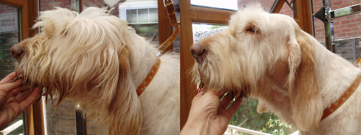 Montecani - Specialist Spinone Grooming Service
