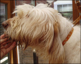 Montecani - Specialist Spinone Grooming Service