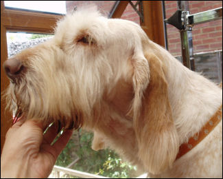 Montecani - Specialist Spinone Grooming Service