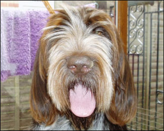 Montecani - Specialist Spinone Grooming Service