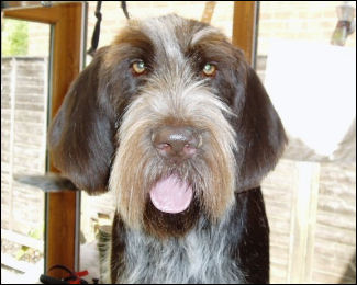 Montecani - Specialist Spinone Grooming Service