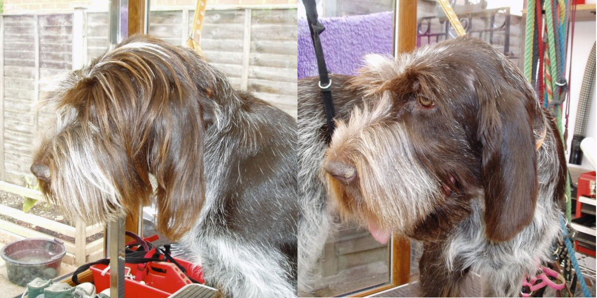 Montecani - Specialist Spinone Grooming Service