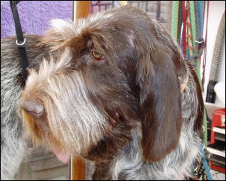 Montecani - Specialist Spinone Grooming Service