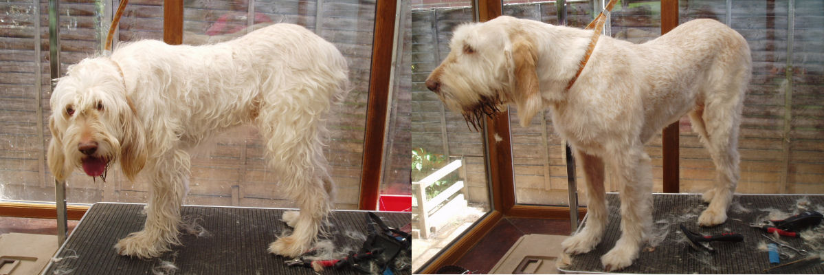 Montecani - Specialist Spinone Grooming Service