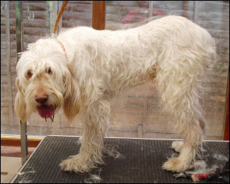 Montecani - Specialist Spinone Grooming Service