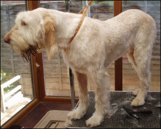 Montecani - Specialist Spinone Grooming Service