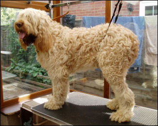 Montecani - Specialist Spinone Grooming Service