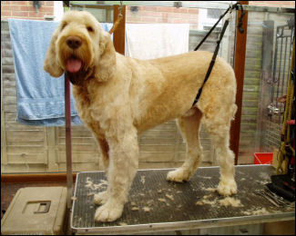 Montecani - Specialist Spinone Grooming Service